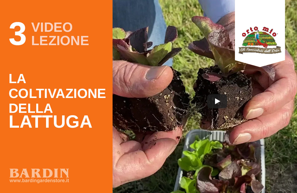 La coltivazione della lattuga - video lezione ortomio - Bardin Garden Store