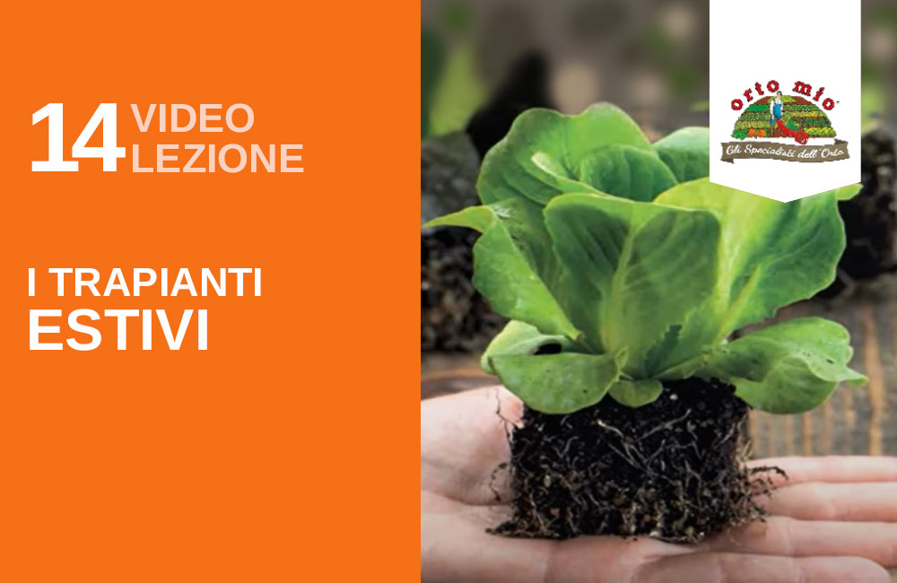I trapianti estivi - video lezione ortomio - Bardin Garden Store