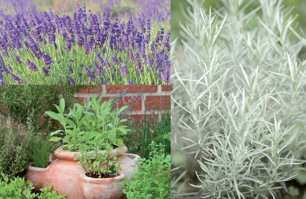 Aromatiche, mille usi e mille profumi e sapori - Bardin Garden Store