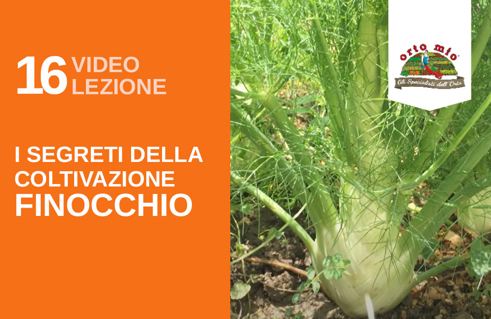 Segreti della coltivazione del Finocchio - video lezione Ortomio ...